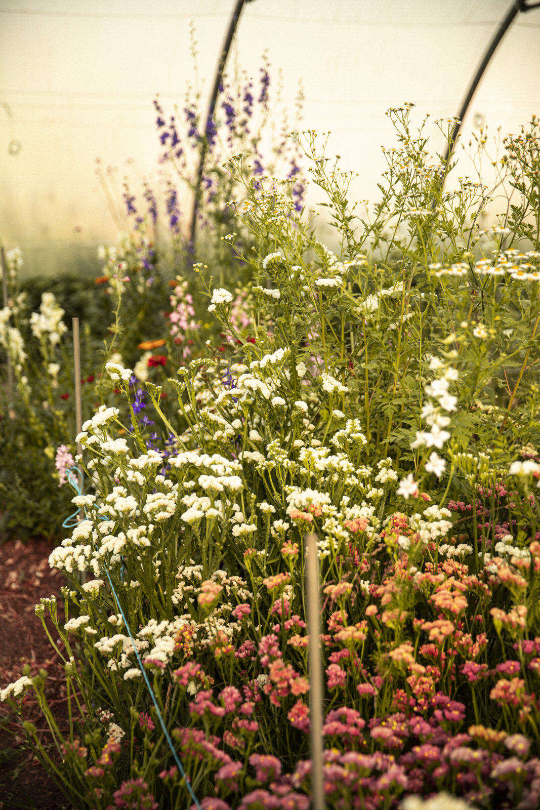 Normandy — Freya Joy Garden — Élodie Daguin