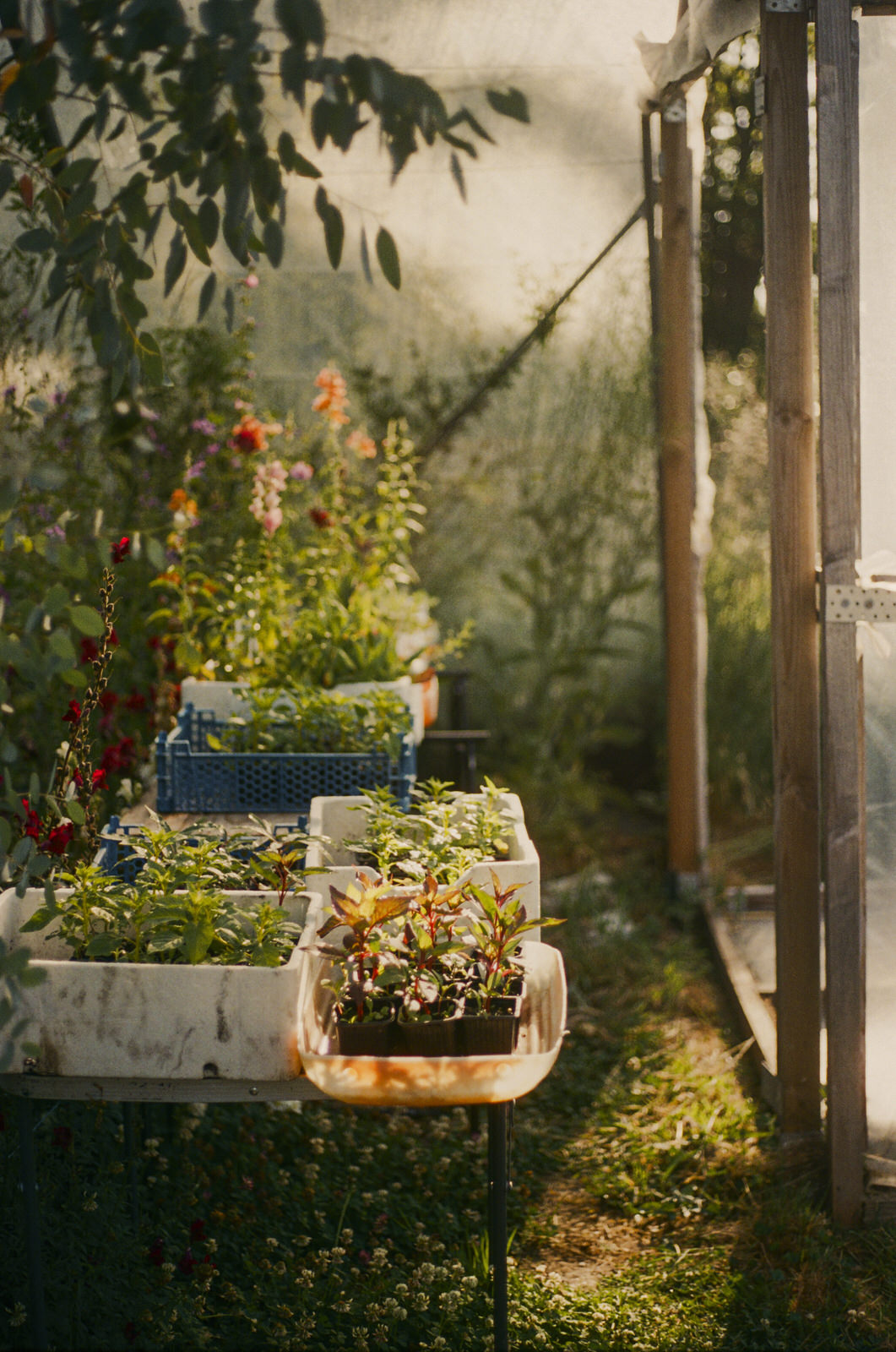 Normandy — Freya Joy Garden — Élodie Daguin